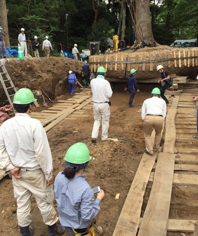 The Day an Ancient Tree Moved in the Heart of Tokyo - woxviral.com